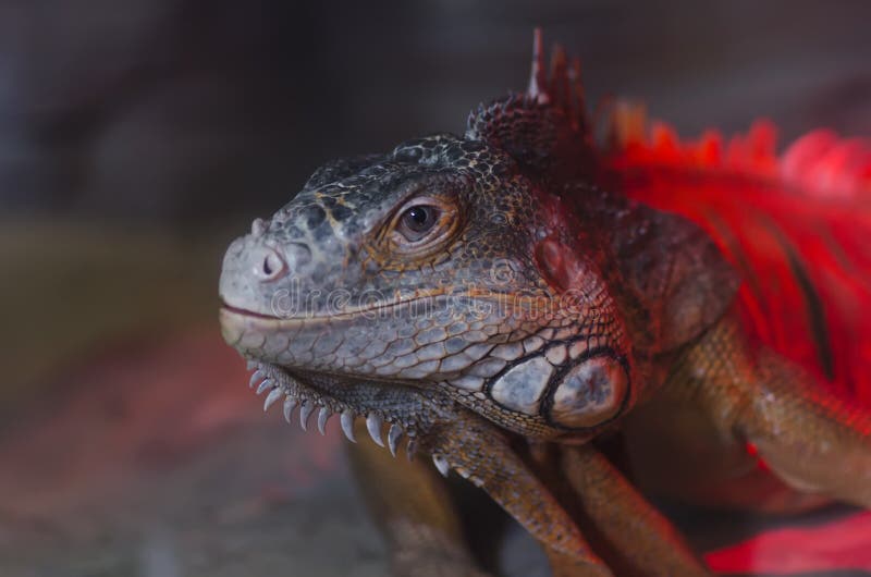 Macro photo large lizard stock photo. Image of looking - 92265456