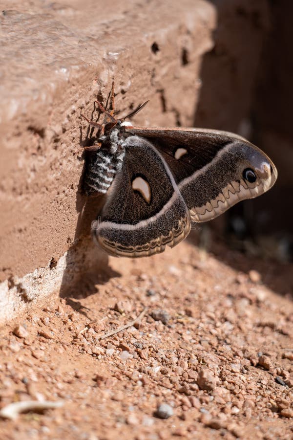 Macro Photo of a Large Moth in the Desert Stock Image - Image of travel ...