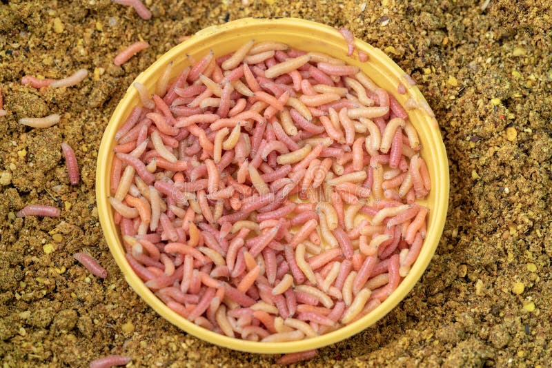 Red Larva, Fly Larva, Macro Photography Stock Photo - Image of live ...