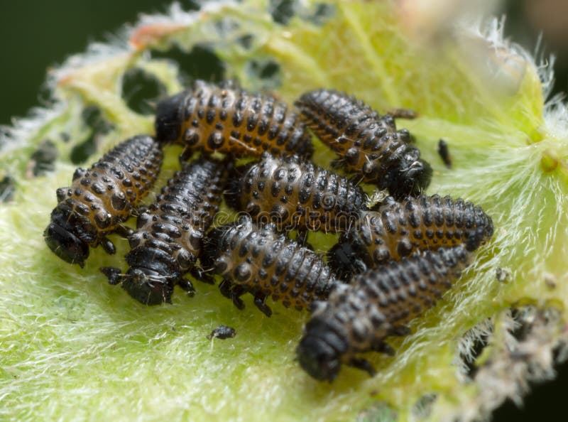Larvae of Oil beetle. stock photo. Image of detail, macro - 14449872