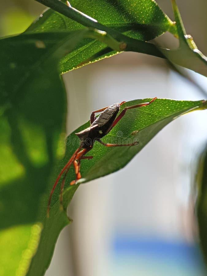 Macro Photo of Leaf Footed Bug Perched on a Leaf Stock Photo - Image of ...