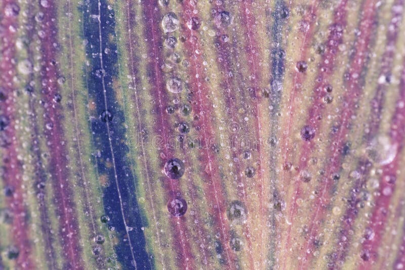 Leaf Macro Photo stock photo. Image of field, colorful - 115623656