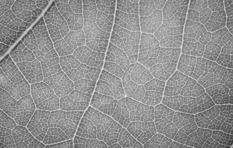 Macro Photo of Leaves in Gray Color Stock Photo - Image of macro ...