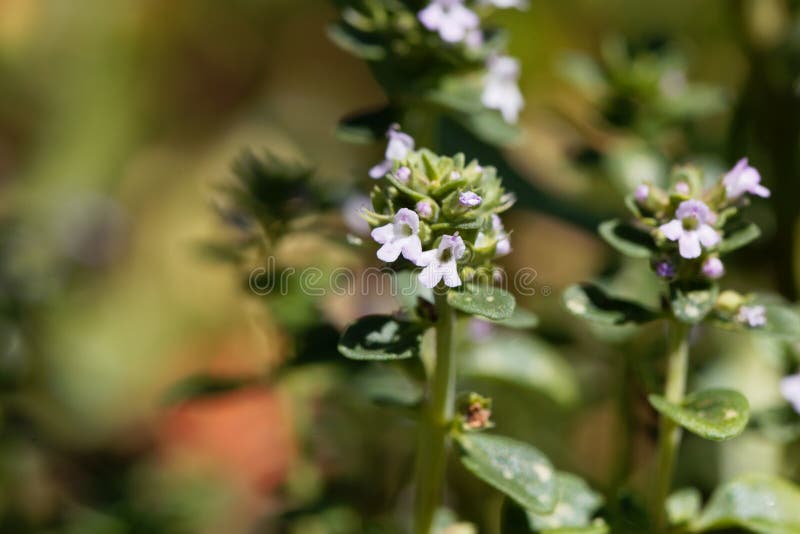 Macro Photo of of Lemon Thyme, Thymus Citriodorus Stock Photo - Image ...