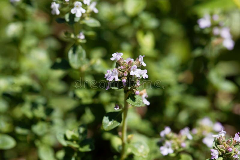 Macro Photo of of Lemon Thyme, Thymus Citriodorus Stock Image - Image ...