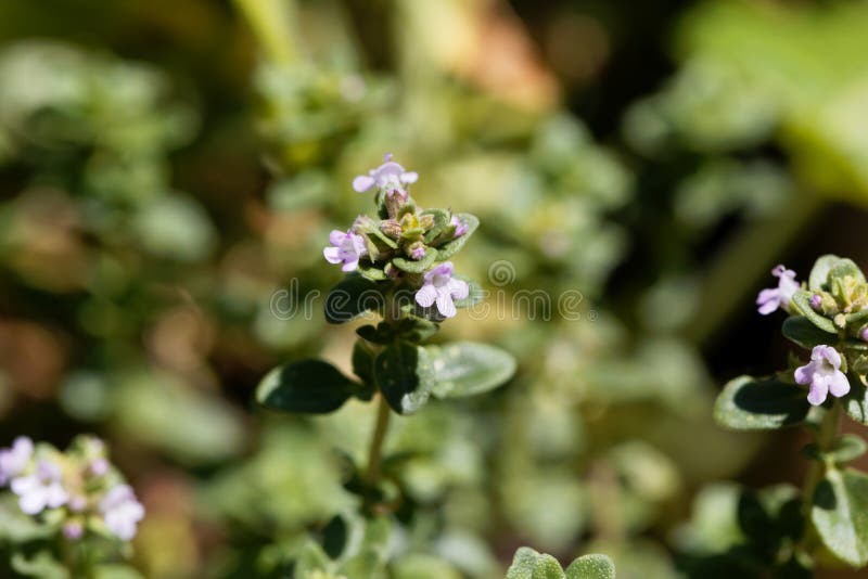 Macro Photo of of Lemon Thyme, Thymus Citriodorus Stock Photo - Image ...