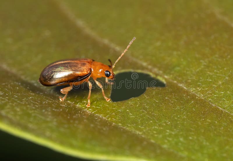 Macro Photo of Little Beetle on Leaf Stock Image - Image of little ...