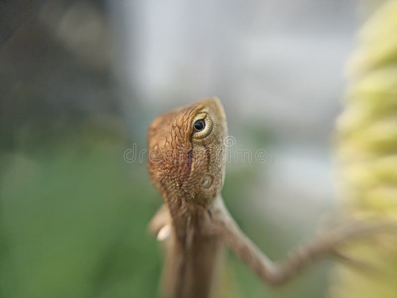 Macro Photo of Lizard Eye in the Garden Stock Photo - Image of ...