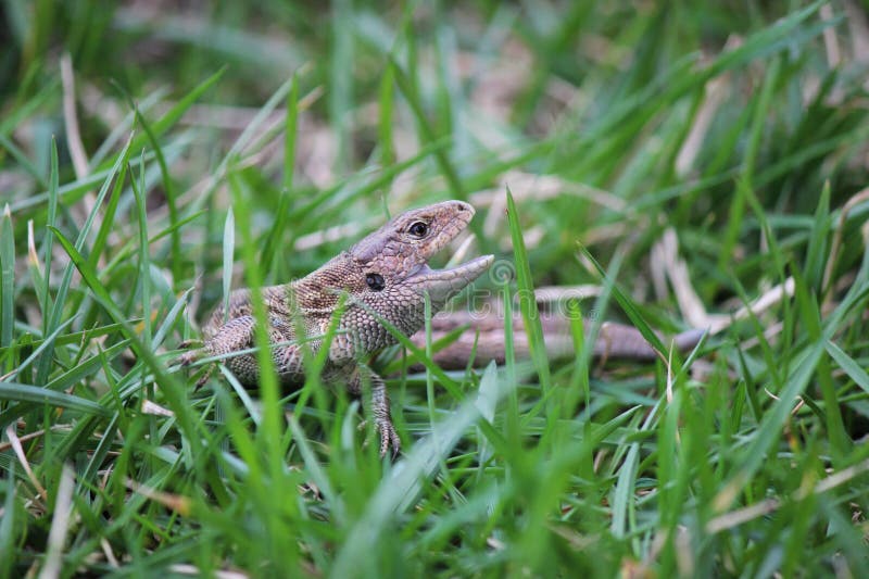 Macro Photo of a Lizard. a Lizard in the Green Grass Opened Its Mouth ...