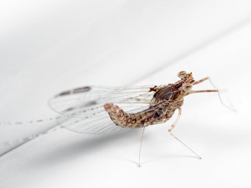 Macro Photo of Mayfly on White Floor Stock Photo - Image of antennae ...