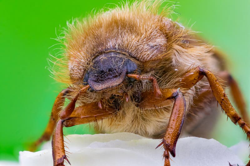 Macro Photo Melolontha Melolontha on a White Rose Stock Image - Image ...