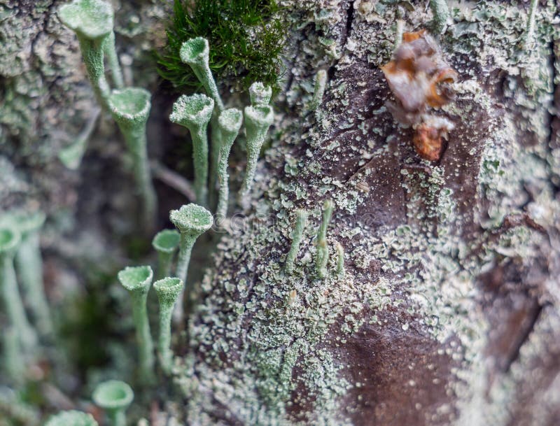 Macro Photo of Micro Mushrooms Stock Photo - Image of plant, autumn ...