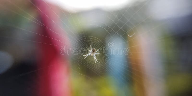Macro Photo Mini Spider in Webs Stock Image - Image of sunlight, macro ...