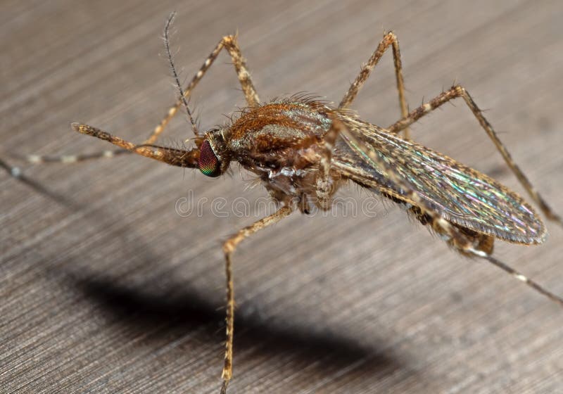 Macro Photo of Mosquito on the Floor Stock Image - Image of bloodsucker ...