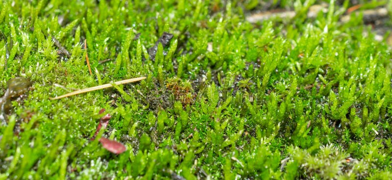 Macro Photo of Moss Texture Stock Image - Image of closeup, jungle ...