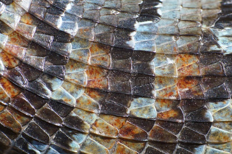 Macro Photo of Multicolored Scales of Lizard. Stock Image - Image of ...