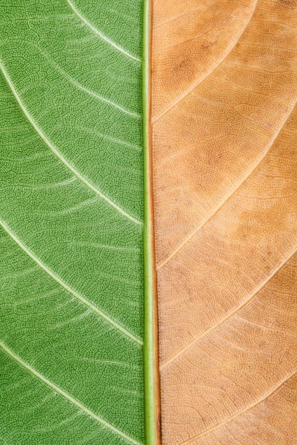 Macro Photo of Natural Comparing Green and Dry Leaf Texture Stock Photo ...