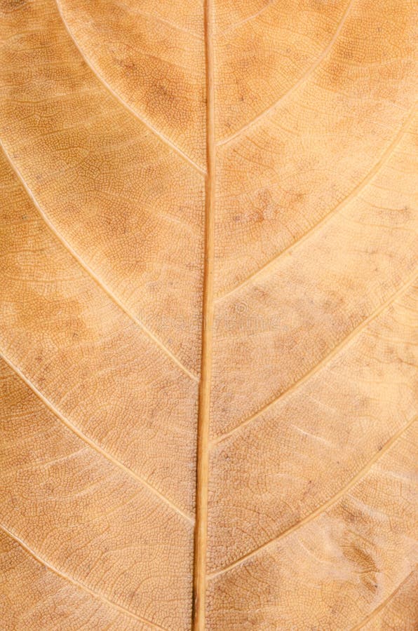 Macro Photo of Natural Dry Leaf Pattern Stock Image - Image of plant ...