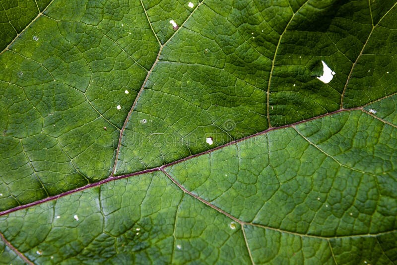 Macro Photo of Natural Green Leaf Pattern Stock Image - Image of detail ...