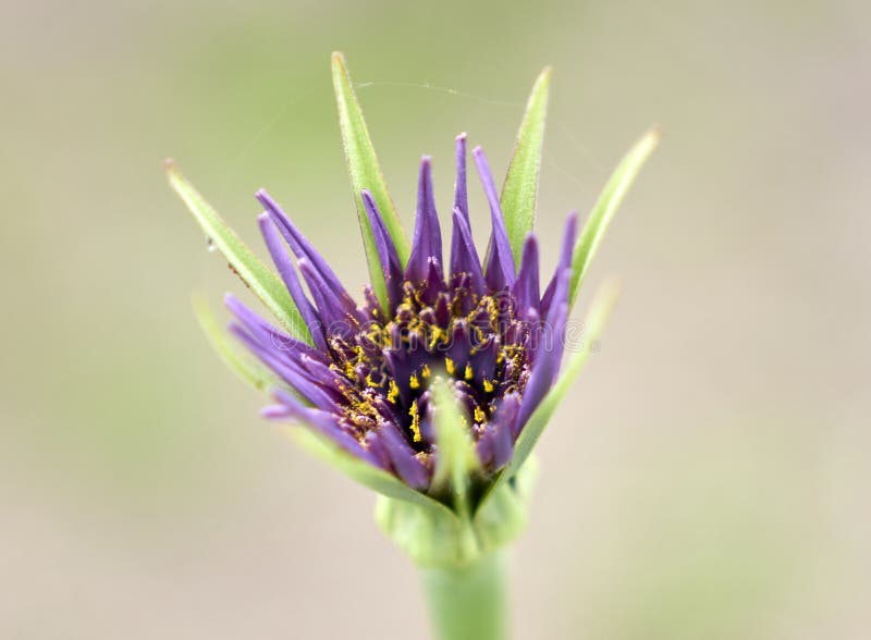 Needle Flower in Macro Photo Stock Image - Image of marian, bloom ...