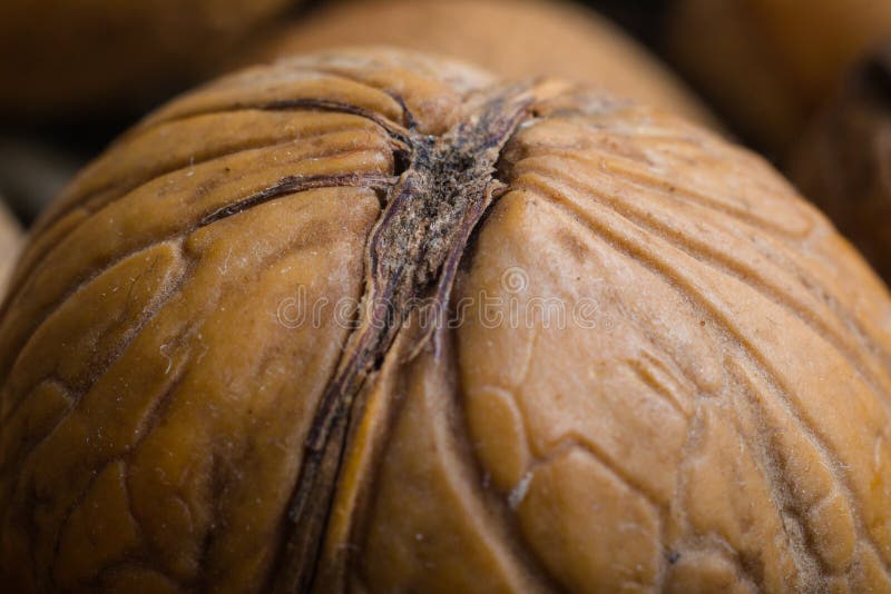 Macro photo of a nutshell stock image. Image of nutshell - 214838531