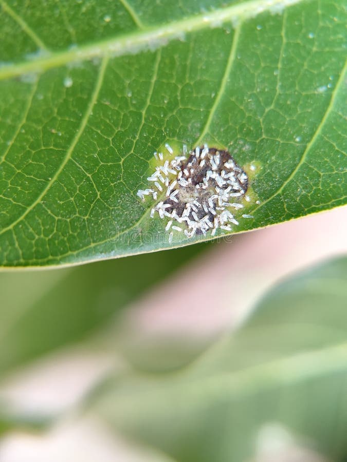 Macro Photo with the Object of a Group of Parasites Called Pseudococcus ...