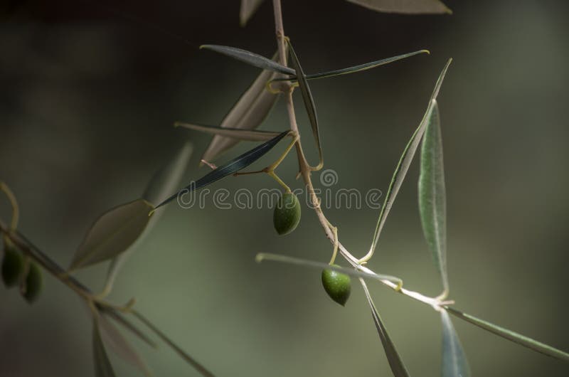 Macro photo of olive tree stock image. Image of plants - 107457633