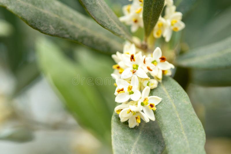Macro Photo of Olive Trees Blossoming in Spring Stock Photo - Image of ...