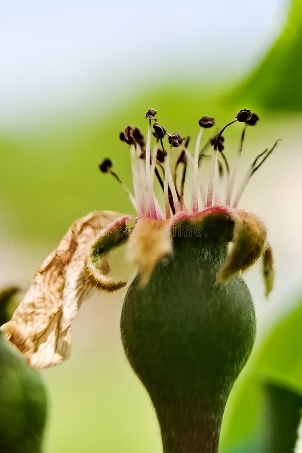 Macro Photo of the Ovary of Apple Fruits Stock Image - Image of growth ...