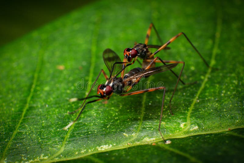 Macro Photo of a Pair of Insects Mating on a Green Leaf, Sciapus Stock ...
