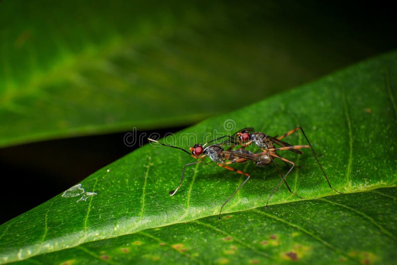Macro Photo of a Pair of Insects Mating on a Green Leaf, Sciapus Stock ...