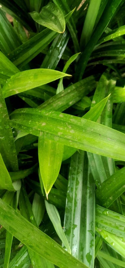Macro Photo of Pandan Leaves for Background Stock Photo - Image of ...