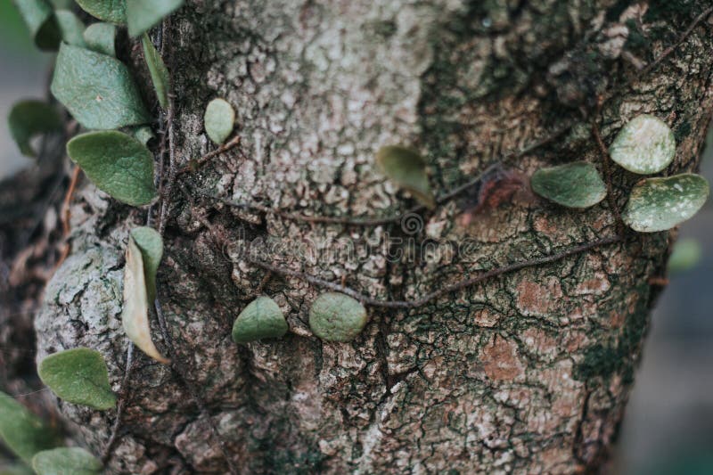 Macro Photo of Parasitic Plants Creeping on Tree Bark Stock Image - Image of macro, autumn ...