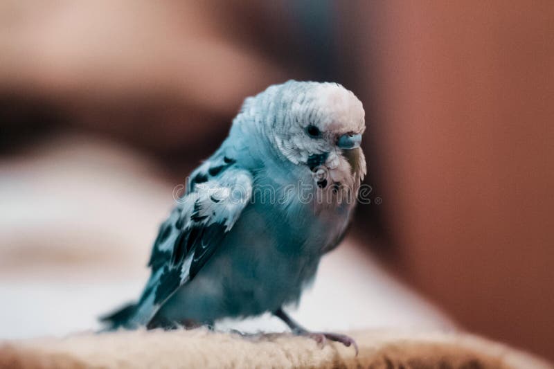 Macro photo of a parrot stock photo. Image of macro, deserted - 84927962