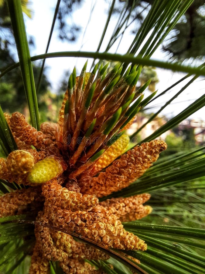 Pine flower stock photo. Image of needle, flora, flower - 115404006