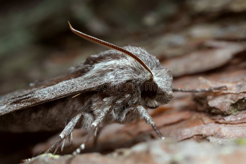 Pine Hawk-moth (Sphinx Pinastri) Stock Photo - Image of antenna, close ...
