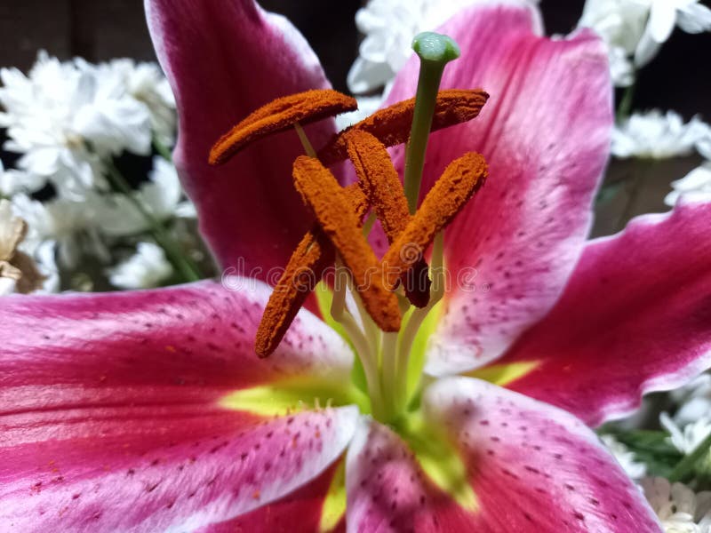 The Charm of Pink Lilies stock image. Image of tulip - 337954741