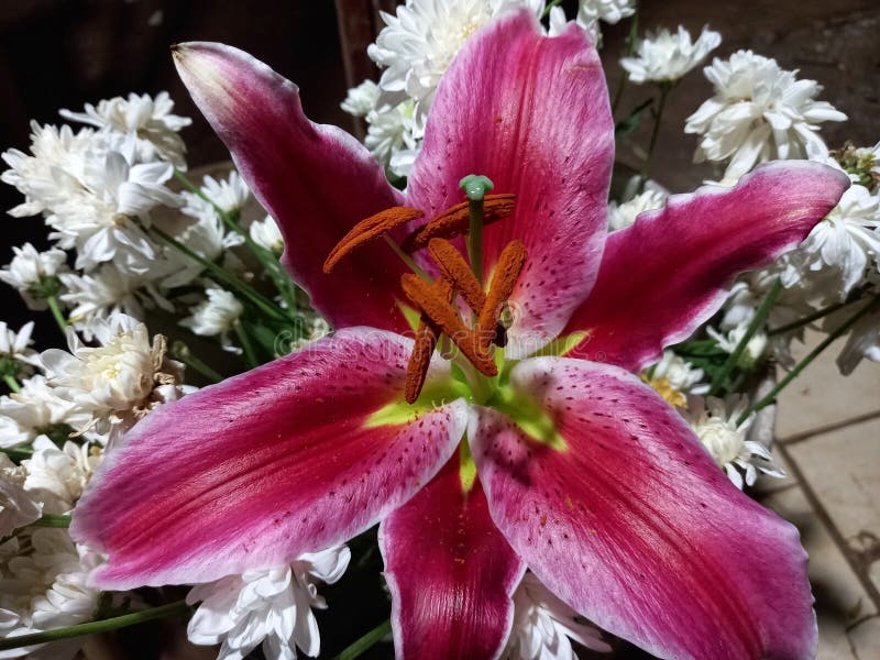 The Charm of Pink Lilies stock photo. Image of pink - 337954780