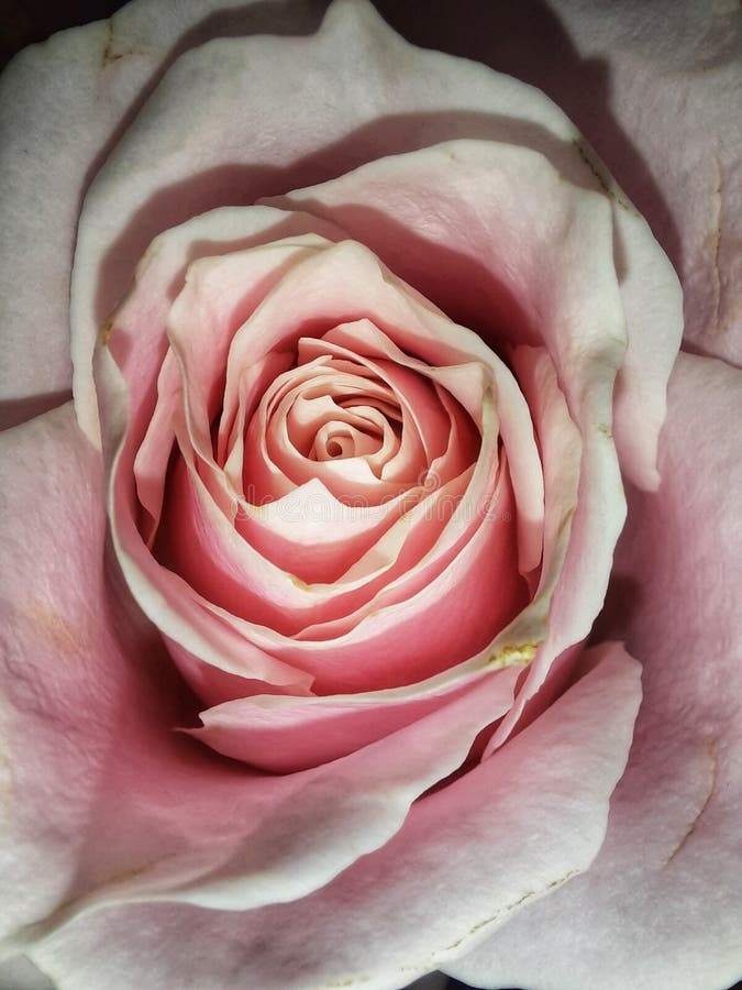 Macro photo of pink rose stock image. Image of flower - 218824163