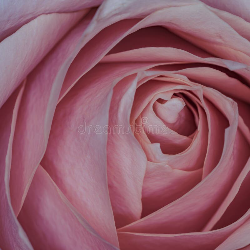 Macro Photo of Pink Rose Flower Stock Photo - Image of macro, flower ...