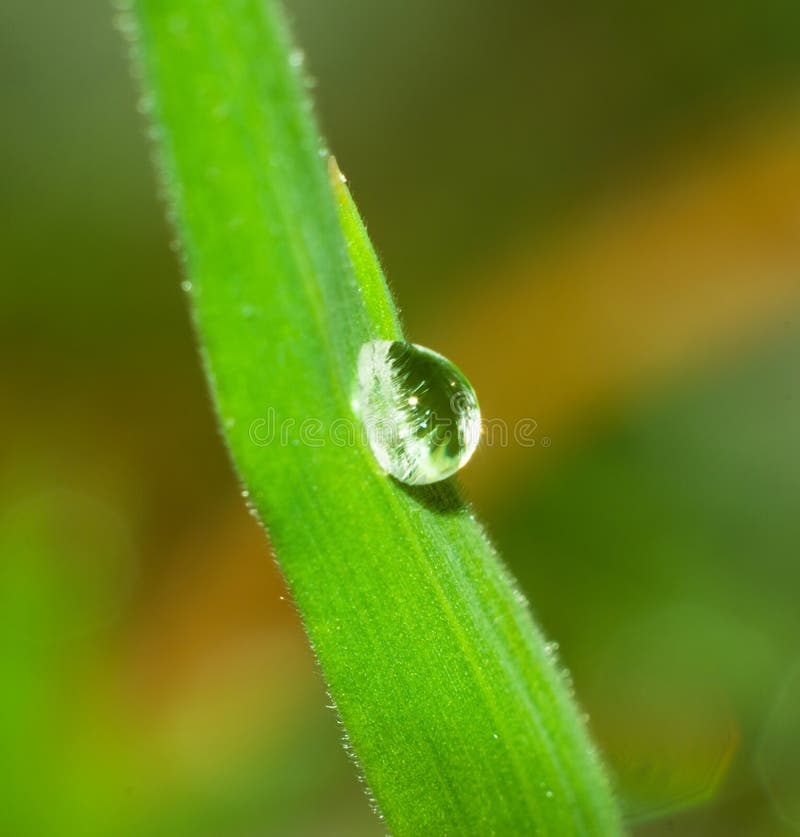 Macro Photo of Plant with Dew Drop 2 Stock Image - Image of lawn ...
