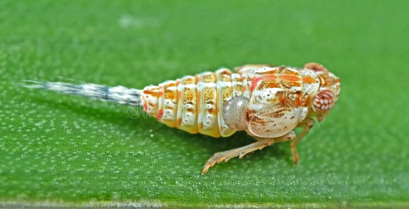 Macro Photo of Planthopper on Green Leaf Stock Image - Image of hexapod ...