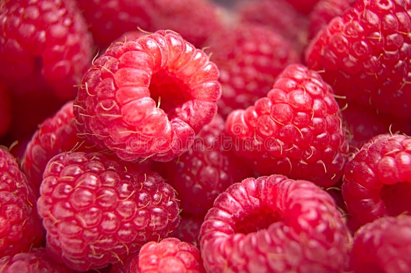 Macro photo of raspberries stock photo. Image of delicious - 99396262