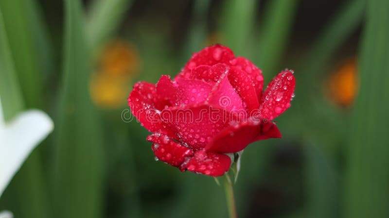 Macro of a Red Rose with Dew Stock Photo - Image of pollen, plant ...