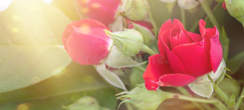 Macro Photo of Red Rose Under Sun Light Stock Photo - Image of ...
