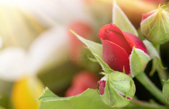 Macro Photo of Red Rose Under Sun Light Stock Photo - Image of petals ...