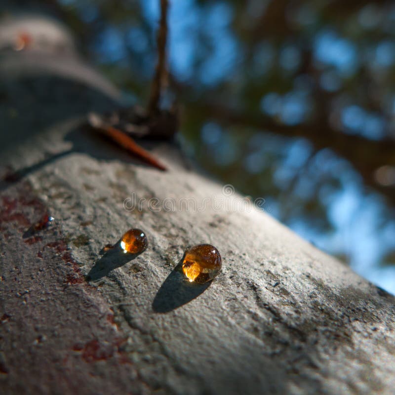 Resin on the Body of a Tree Stock Image - Image of yellow, gold: 29830167