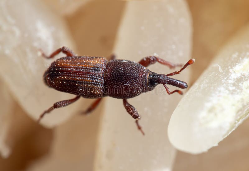 350 Rice Weevil Stock Photos - Free & Royalty-Free Stock Photos from ...