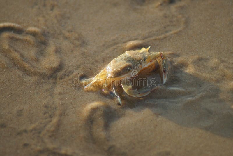 Macro Photo of a Sand Crab on the Beach Stock Image - Image of crabs ...