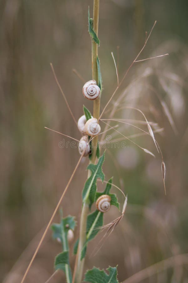 Macro Photo, Several Snails Crawling Up a Stalk of Grass in a Field ...